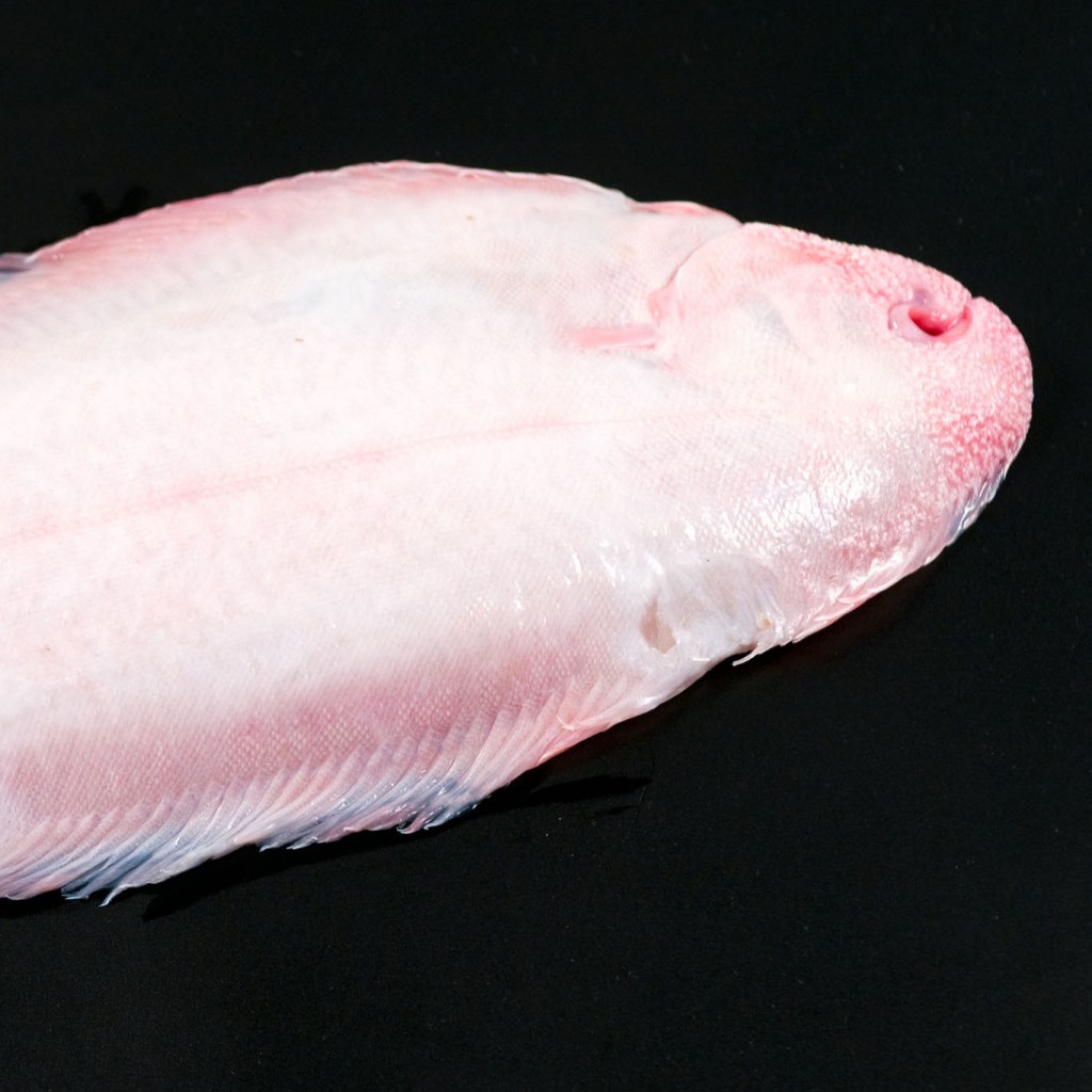 Légine australe surgelée poisson surgelés produits de la mer | Freshpack